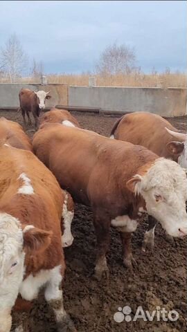 Продам скотину крс