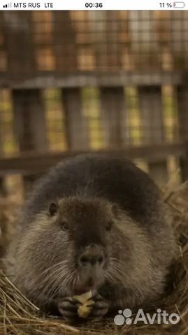 Нутрии продаются