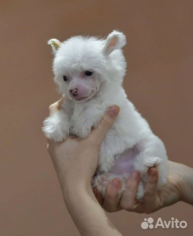 Щенки китайской хохлатой