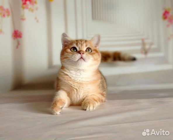 Золотой мраморный котик