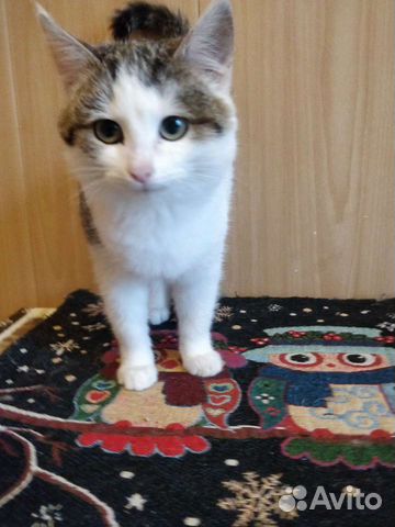 Ищет дом котёнок