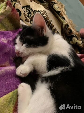 Котята в добрые руки девочка очень ласковая приучи