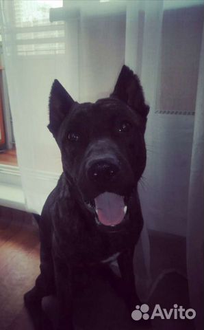 Помесь стаффа