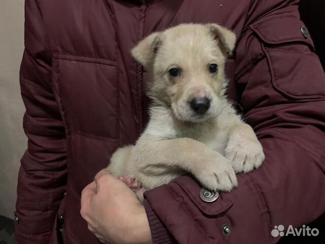 Щенок 1,5 мес, будет по колено, девочка и мальчик