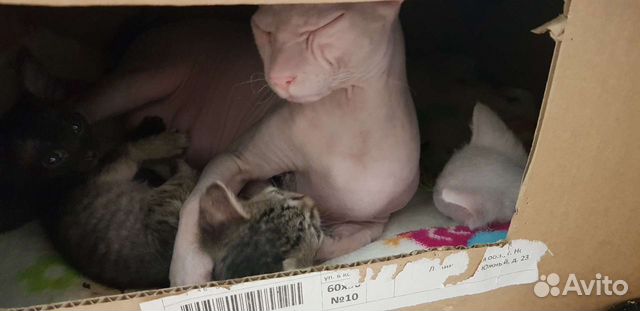 Донской сфинкс котята