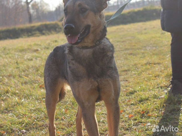 Нежная молодая собачка в дар