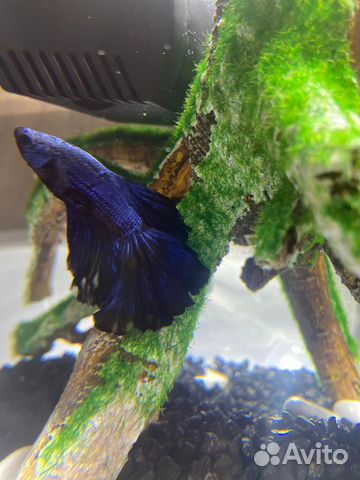 Аквариум tetra duo waterfall globe