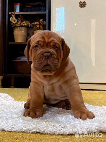 Шикарный Рэмбо. Мальчик бордоского дога