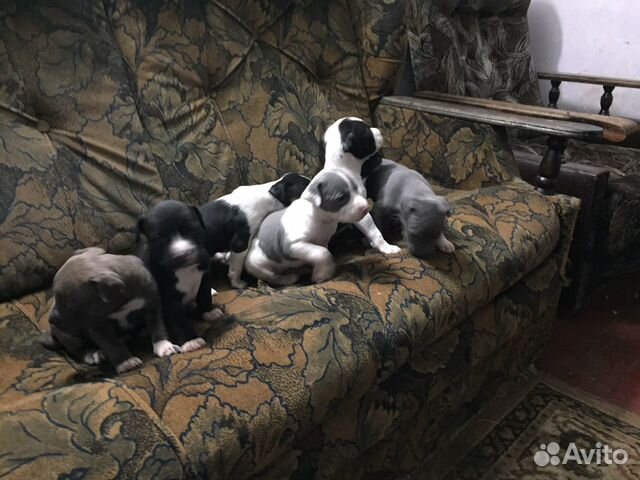 Щенки Стаффордширского Терьера