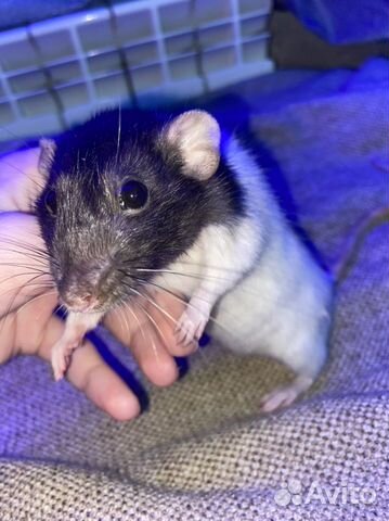 Крыса дамбо