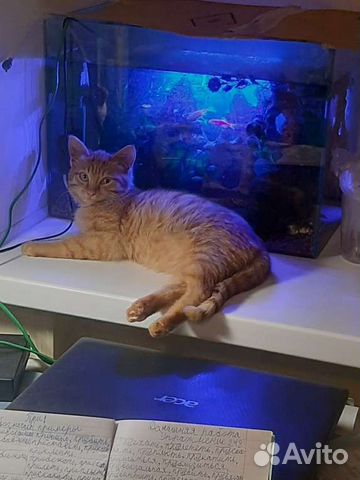 Рыжий умный котёнок