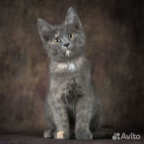 Котёнок Эшли в добрые руки