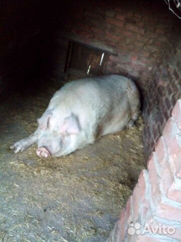 Кабан на мясо