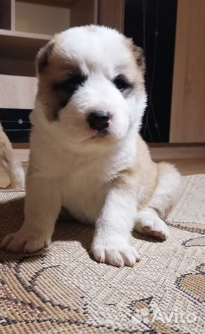 Среднеазиатская овчарка