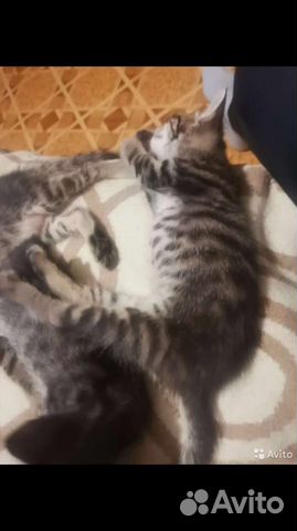 Кот