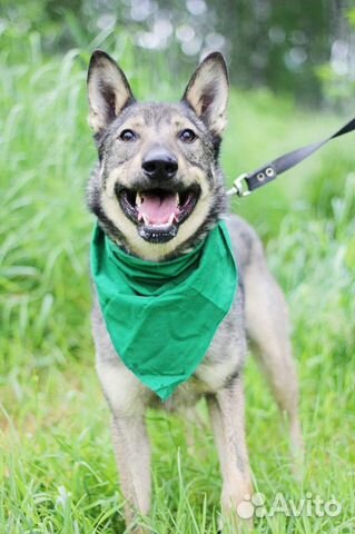 Собака в добрые руки. Френд ищет семью