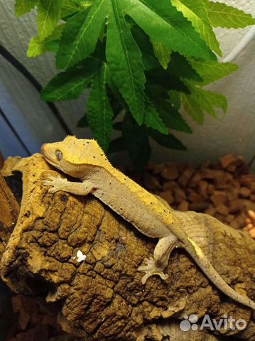 Реснитчатый геккон бананоед. Самка