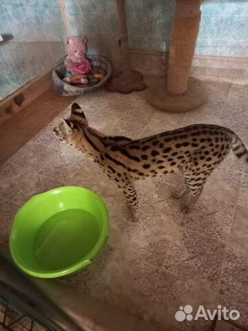 Саванна ф0 мальчик