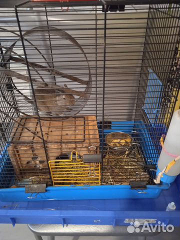 Дегу бесплатно