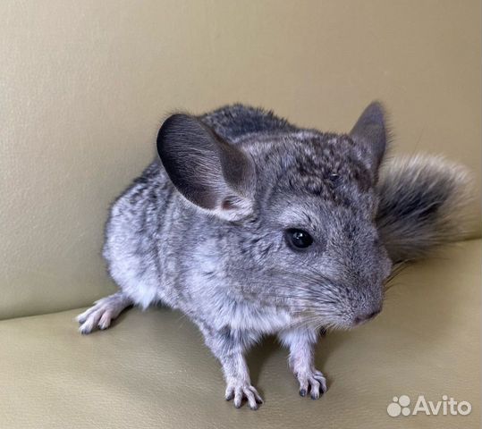 Шиншилки самец и самка
