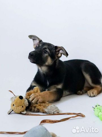 Белла (щенок в дар)