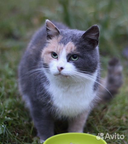 Домашнюю кошку бросили на даче