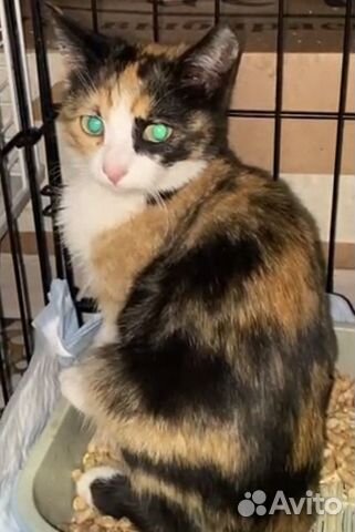 Трехцветный котенок Счастье в дом