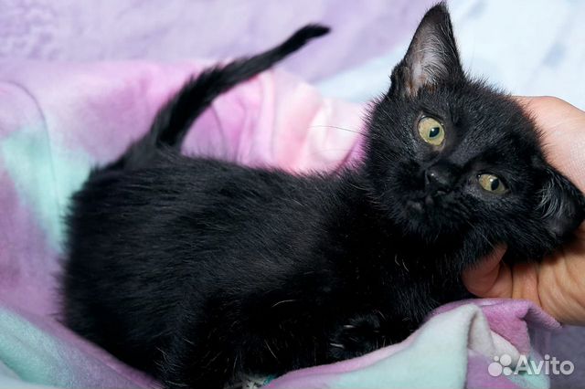 Котёнок ищет дом, Бантик 3,5мес