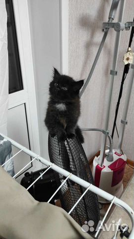 Отдам бесплатно