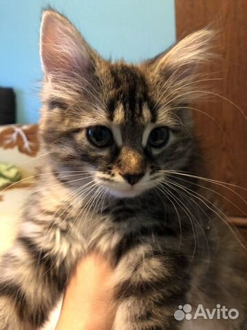 Котенька