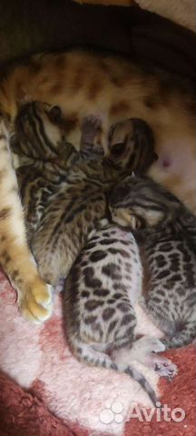 Бенгальские котята