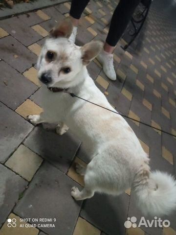 Снуппи мелкий песик ищет дом