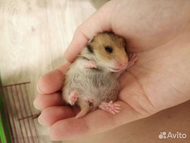 Сирийский хомячек