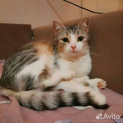 Эльза ищет дом