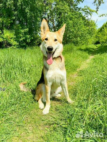 Пёс Миша ищет хозяина. Отдадим в хорошие руки