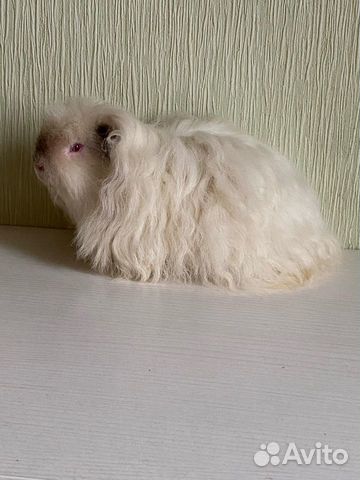Морская свинка мерино