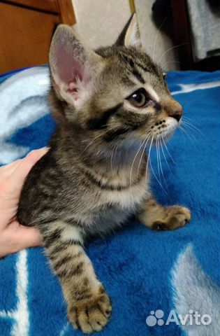 Котенок (кот / мальчик) серый шпротный / полосатый