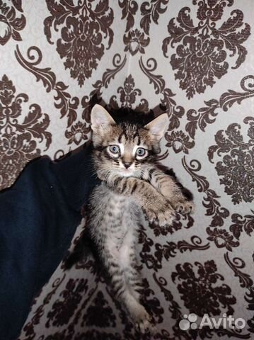 Котята в добрые руки приучены к лотку и когтеточе