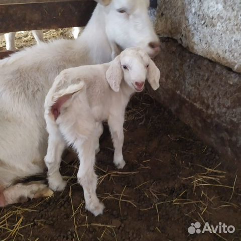 Козлики нубийские процентные