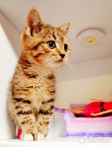 Котенок Шлепа, мальчик без пальчика