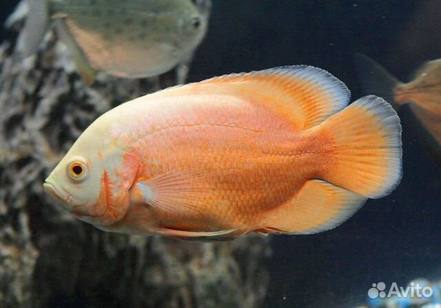 Астронотус