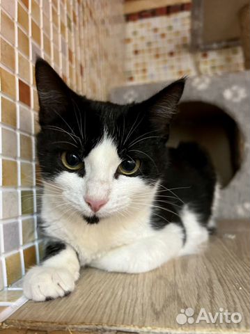 Котенок Бакс 4 мес