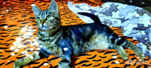 Котик в поисках счастья