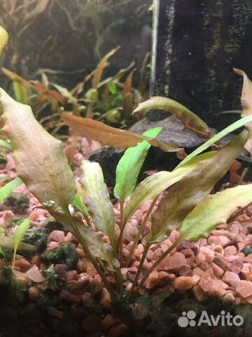 Криптокорина. Растения для аквариума