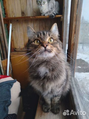 Кошка молодая бесплатно