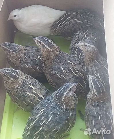 Перепелки Фараоны