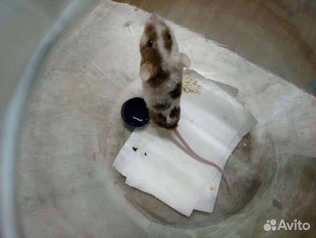 Декоративная мышь