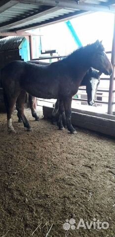 Лошади с откорма