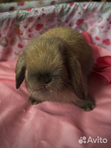 Кролик минилоп miniature lop