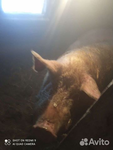 Хряк на племя